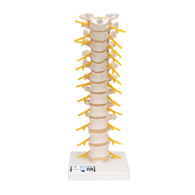 3B Scientific Thoracic Spine Model | Health and Care